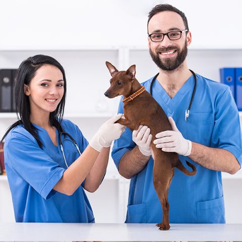 Veterinary Assisting | Adult & Career Technical Education